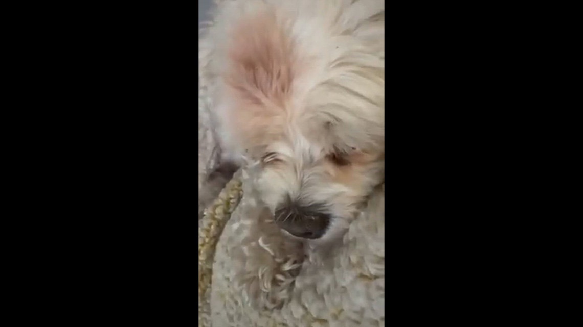 New Year’s Eve was exhausting for Ruby | kare11.com