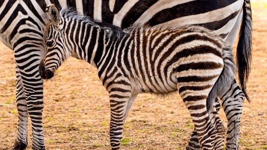 Baby zebra born at Como Zoo | kare11.com