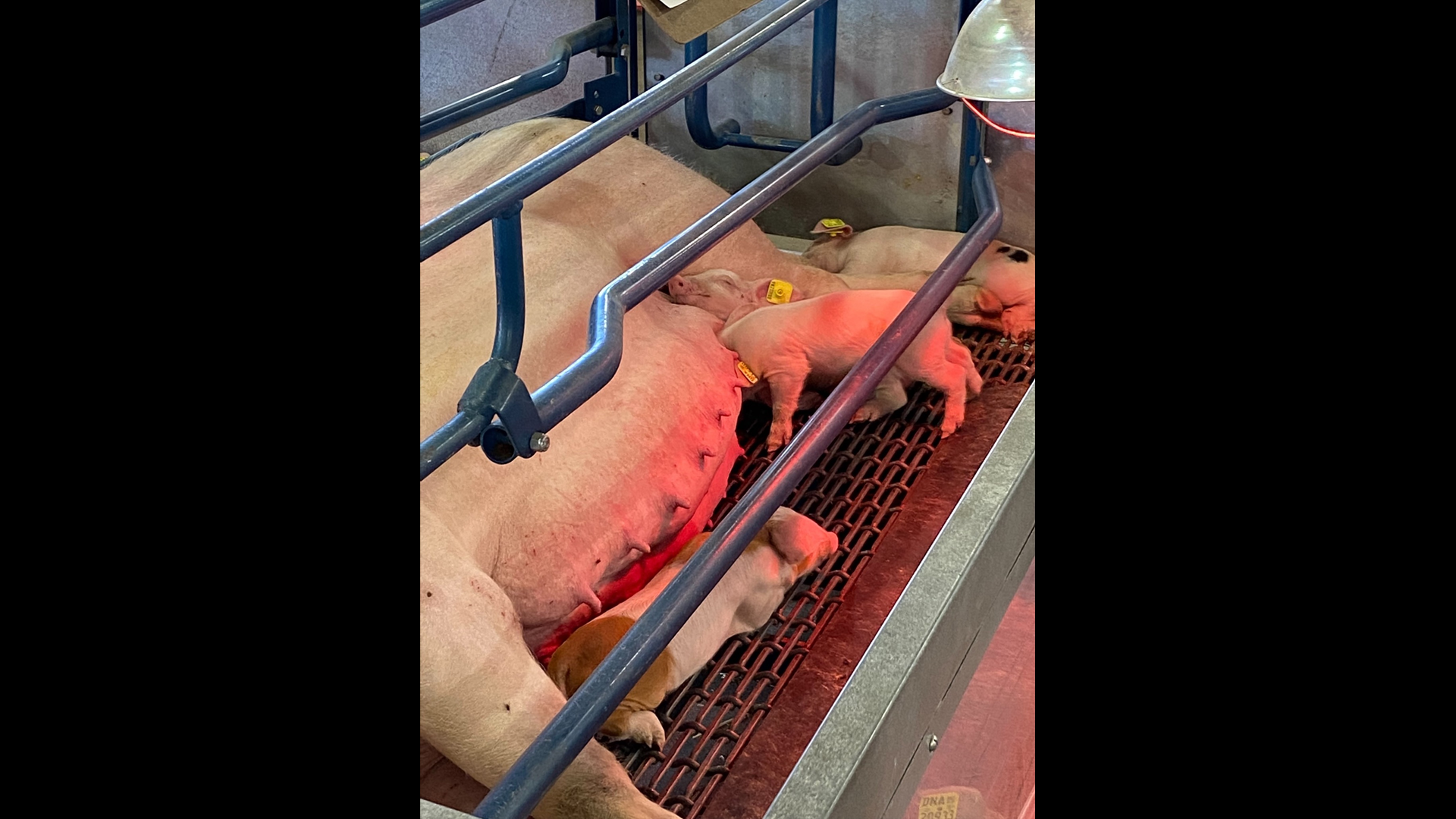 PHOTOS: Minnesota State Fair animals | kare11.com