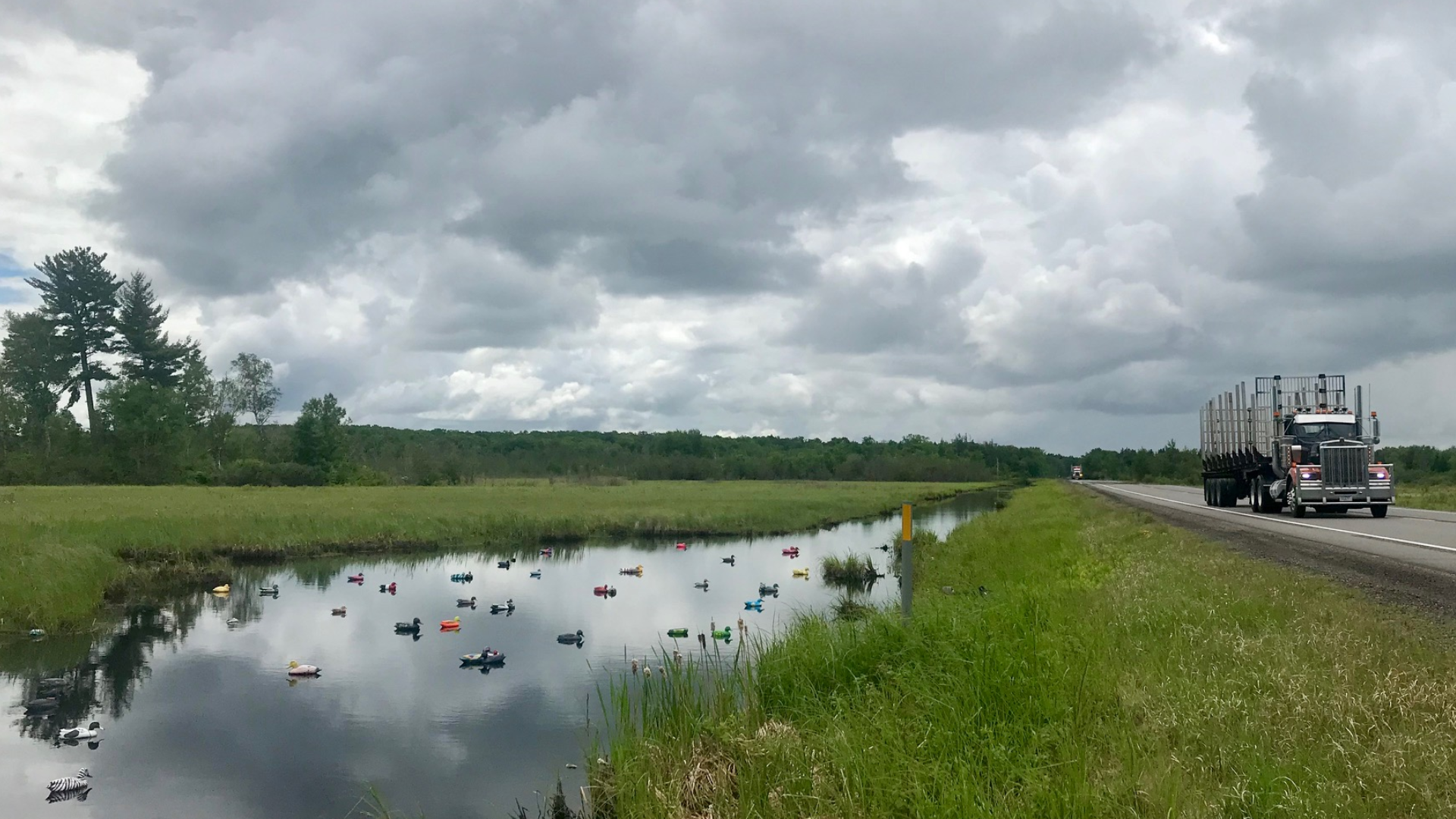 Ditch Ducks become a Highway 65 phenomenon | kare11.com