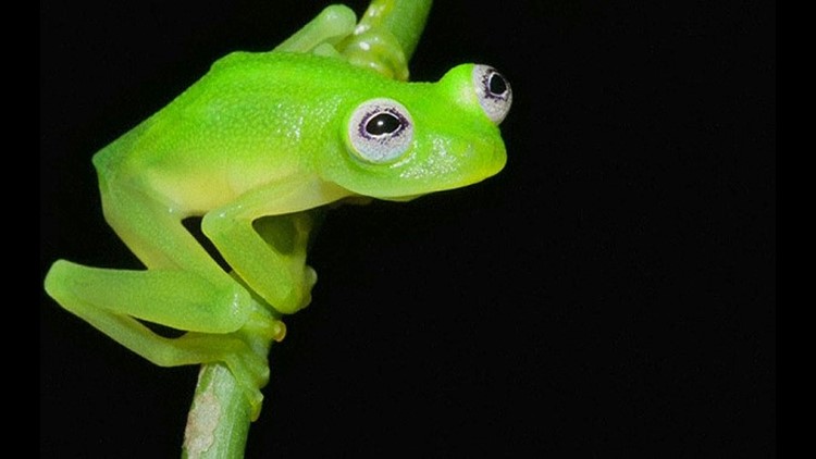 Minnesota scientist discovers new frog species | kare11.com