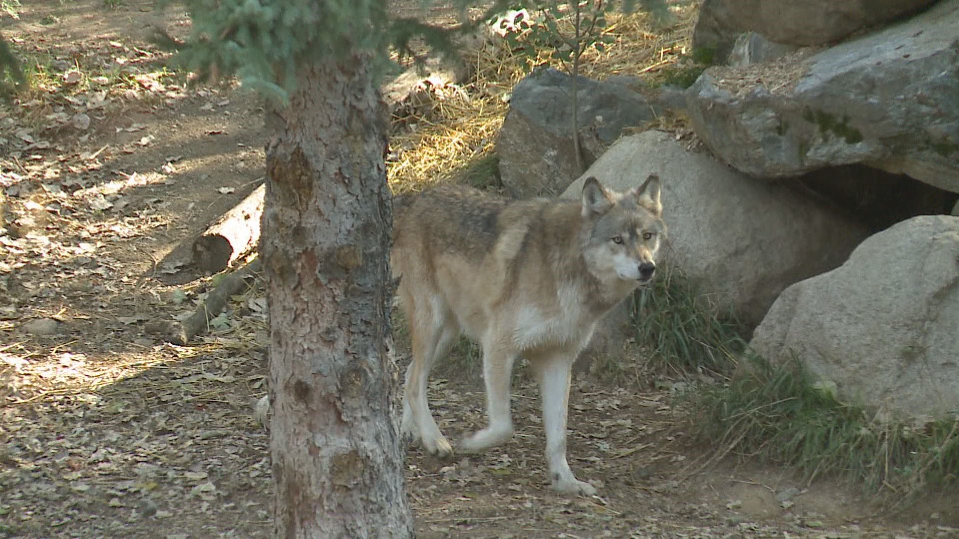 Minnesota House narrowly votes to ban wolf hunting for sport | kare11.com