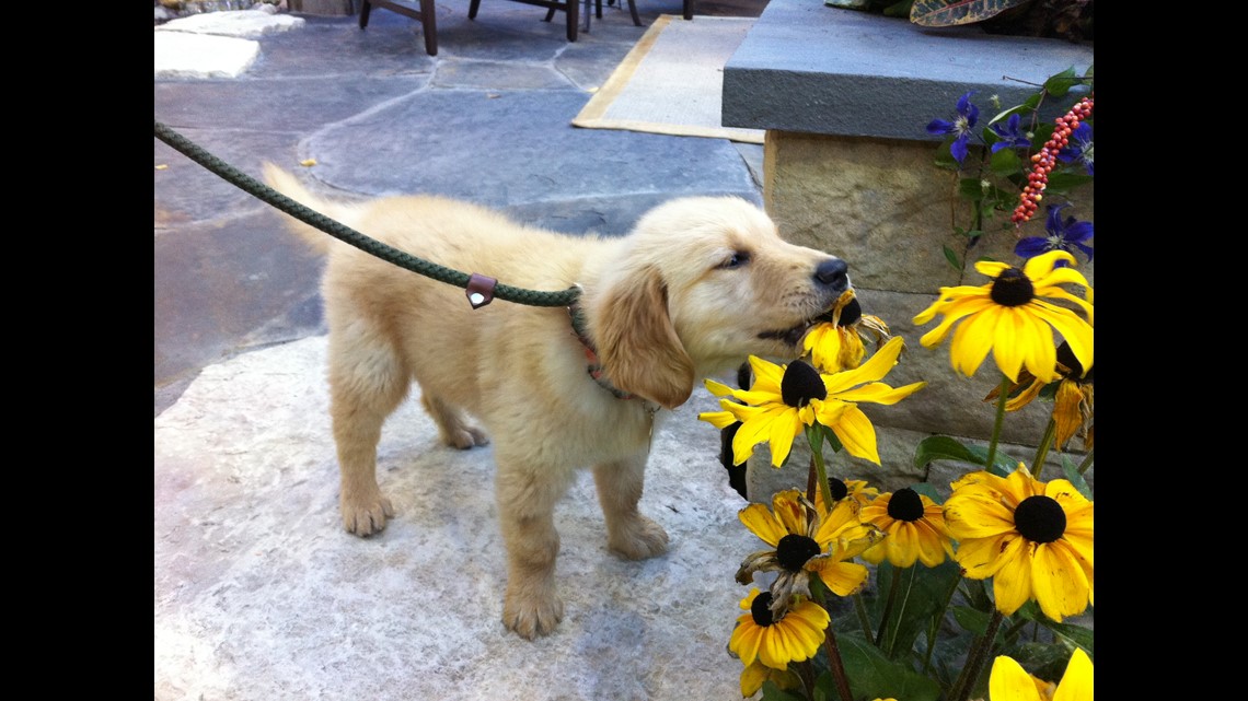 How to turn your rowdy puppy into a polite dog | kare11.com