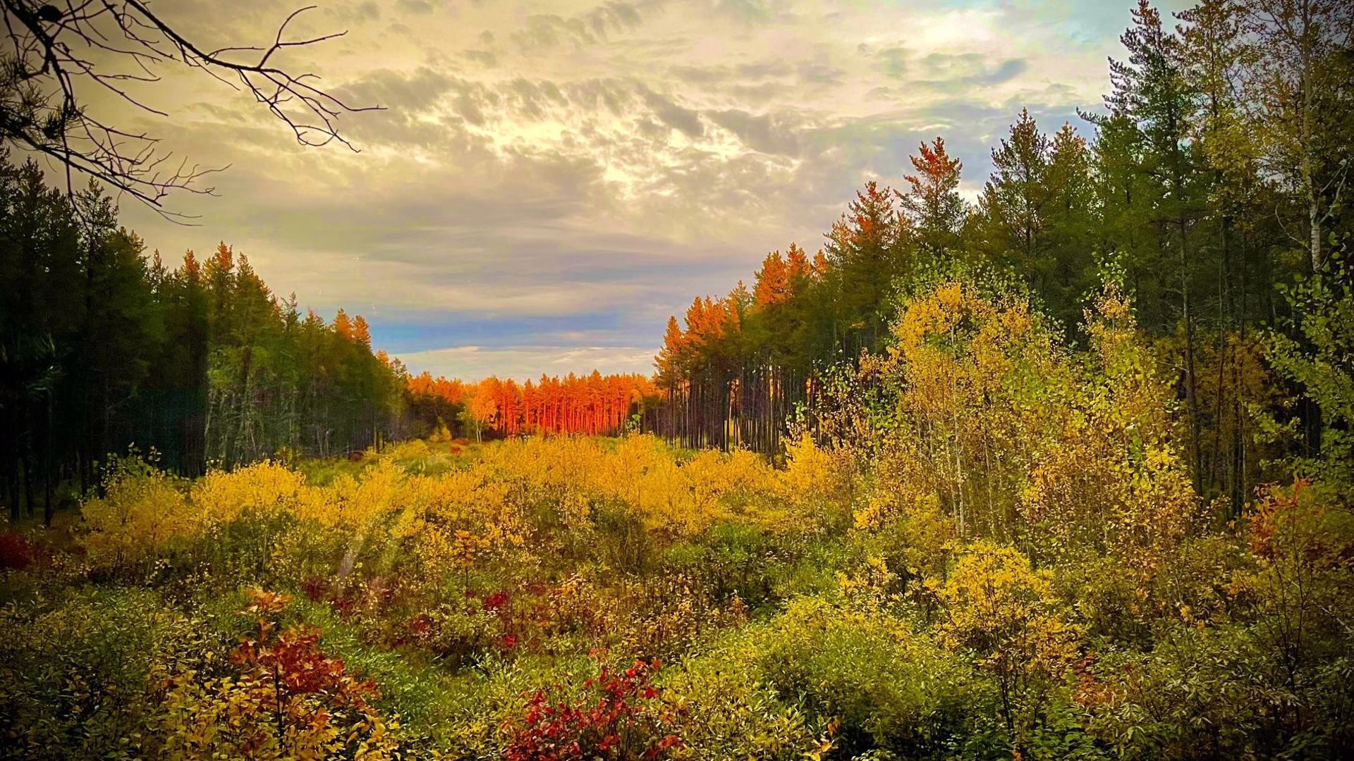 11 Minnesota apple orchards to check out this fall | kare11.com