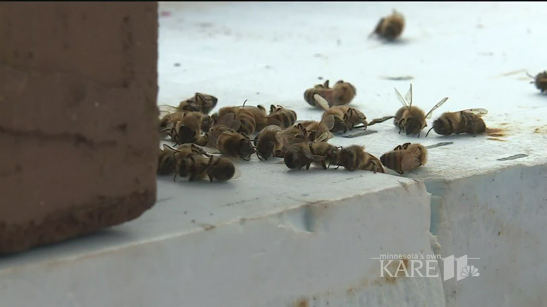 What's killing bees? New clue emerges | kare11.com