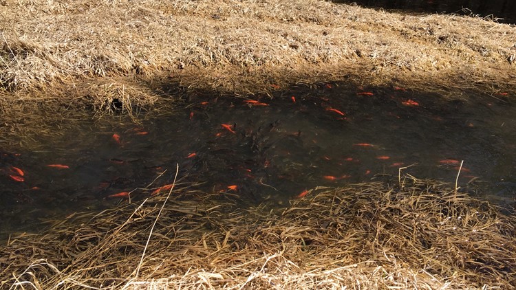Invasive goldfish have taken over a Carver Co. chain of lakes | kare11.com