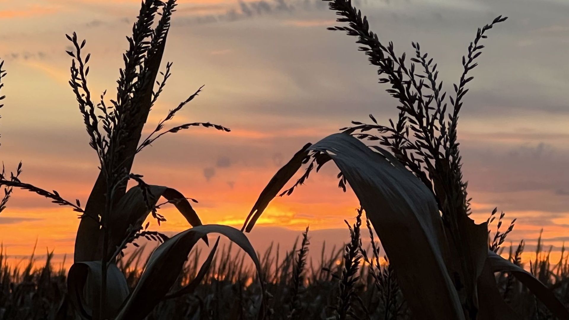 11 Minnesota apple orchards to check out this fall | kare11.com
