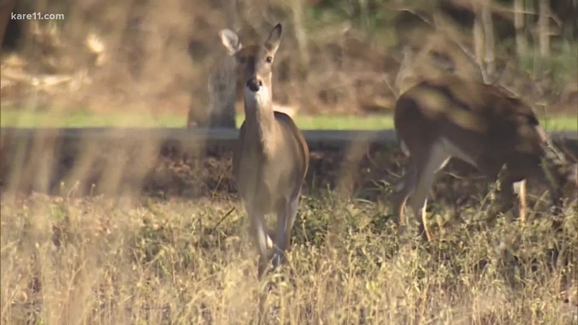 What to do if you hit a deer in Minnesota | kare11.com