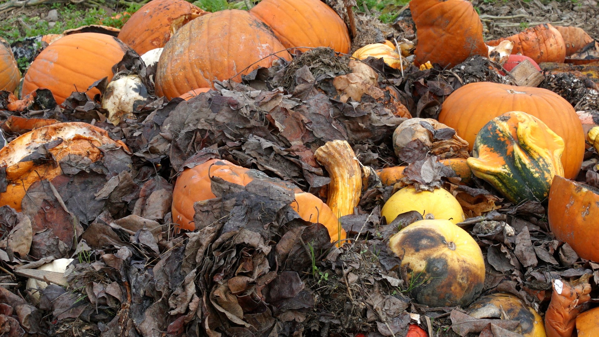 Tips to repurpose your pumpkins post Halloween | kare11.com