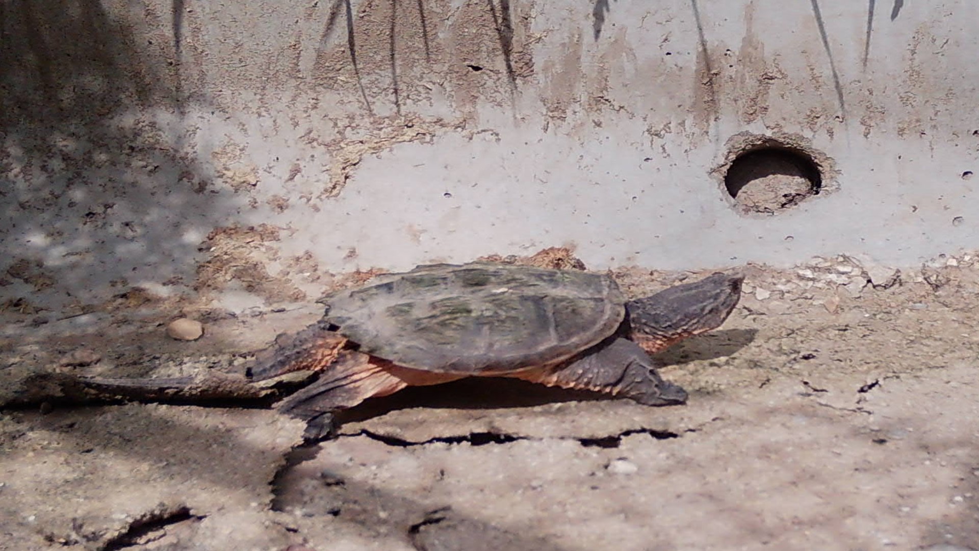 'Turtle tunnels' help protect small wildlife in Dakota County | kare11.com