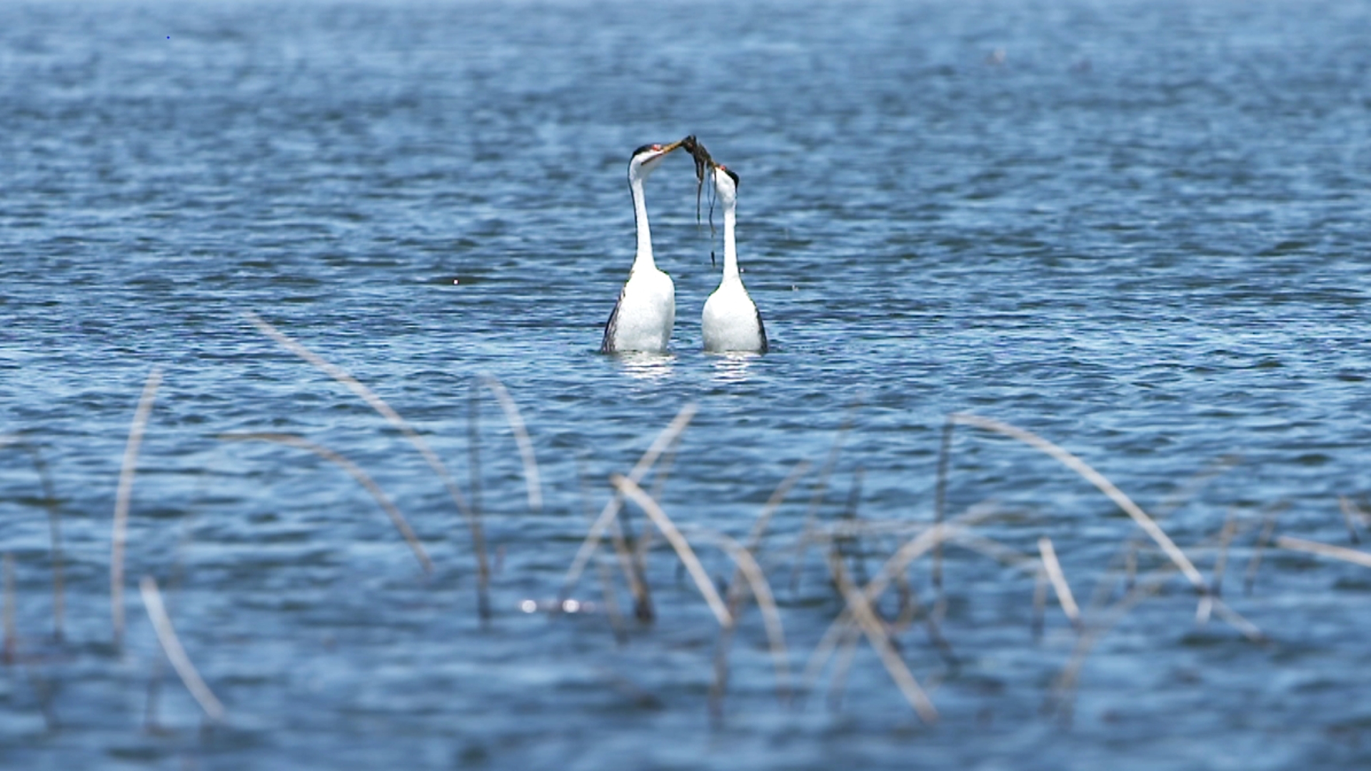 Courtship dance on water captivates lovers of Minnesota's grebe ...