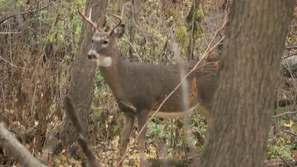 DNR launches new online tool where hunters can log their hunts and help ...