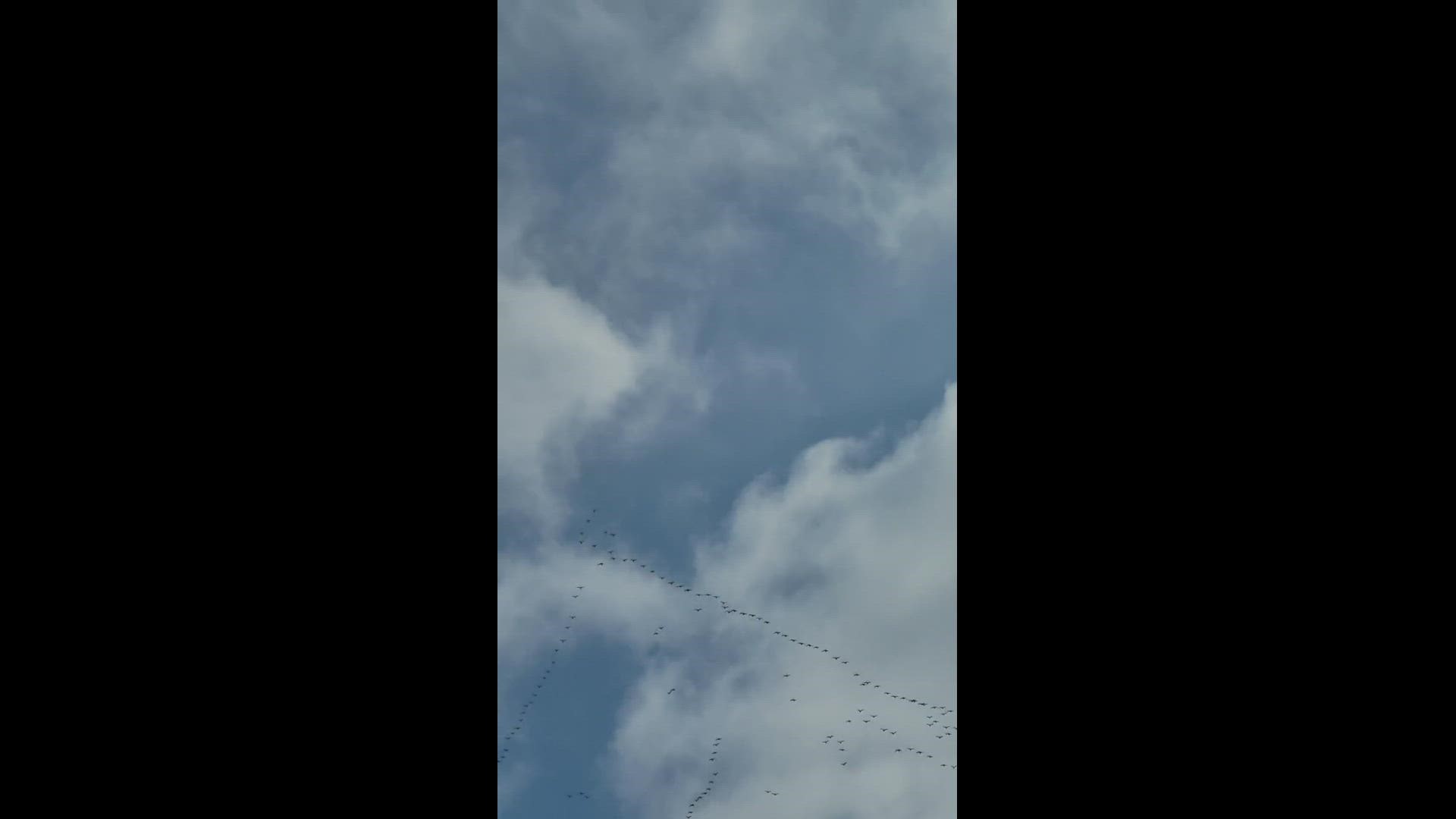 Peacock runs wild in Champlin, Minnesota | kare11.com