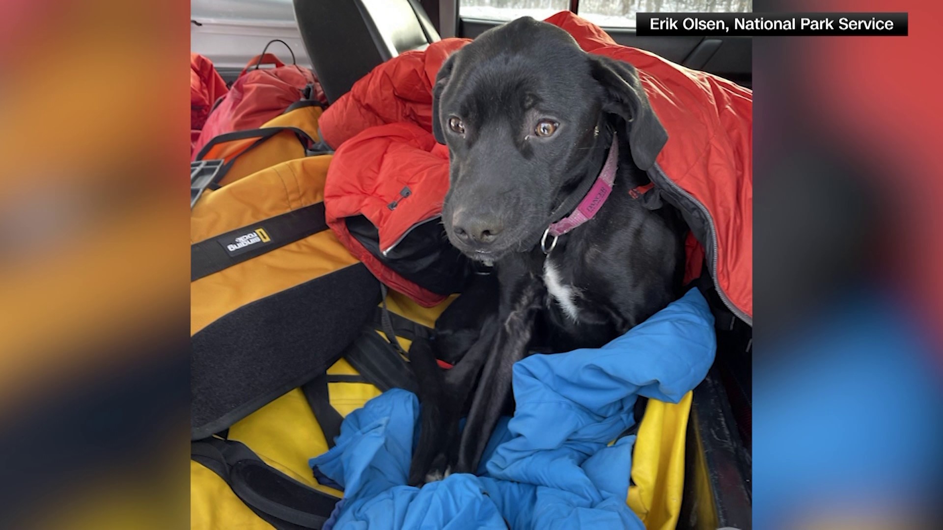 Rescue team saves Minnesota pup that fell from Michigan cliff | kare11.com