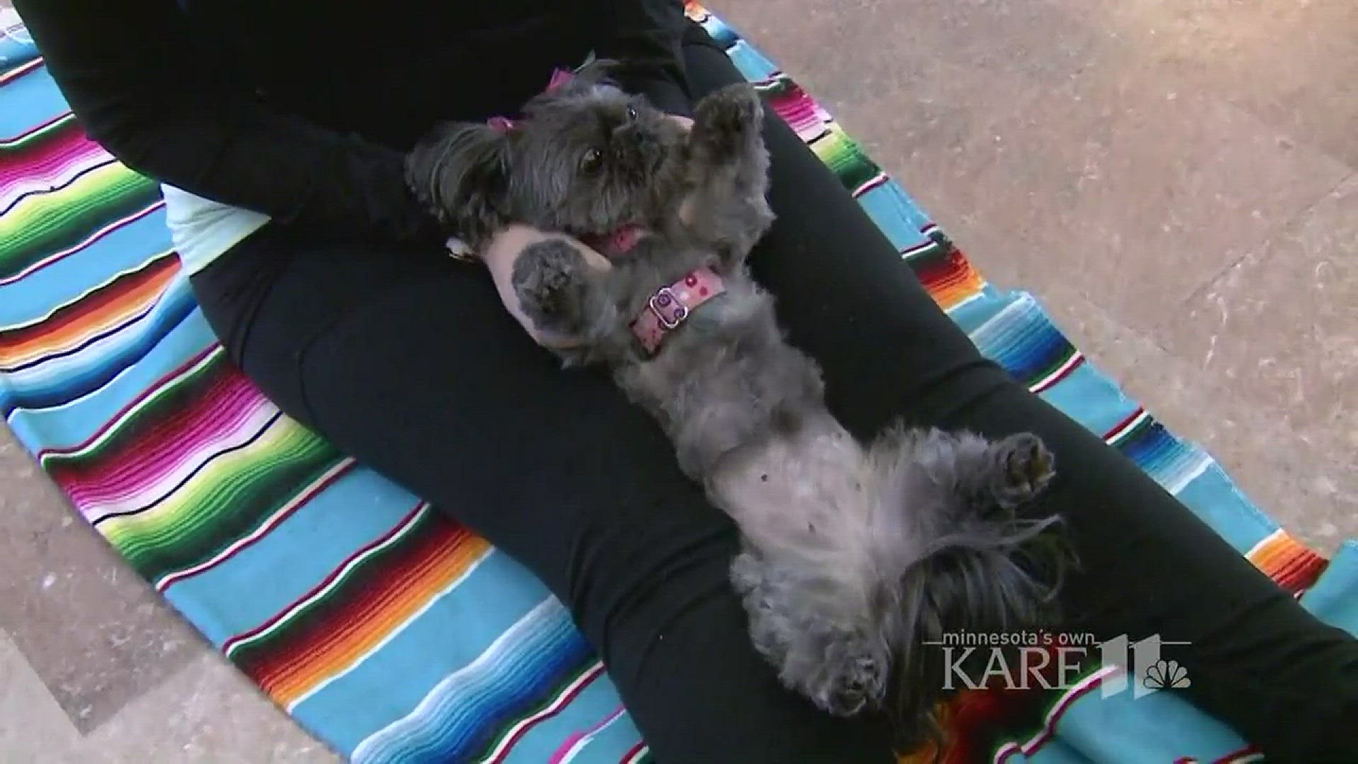 Doggie Depot crowns the doggie king and queen of Winter Carnival ...