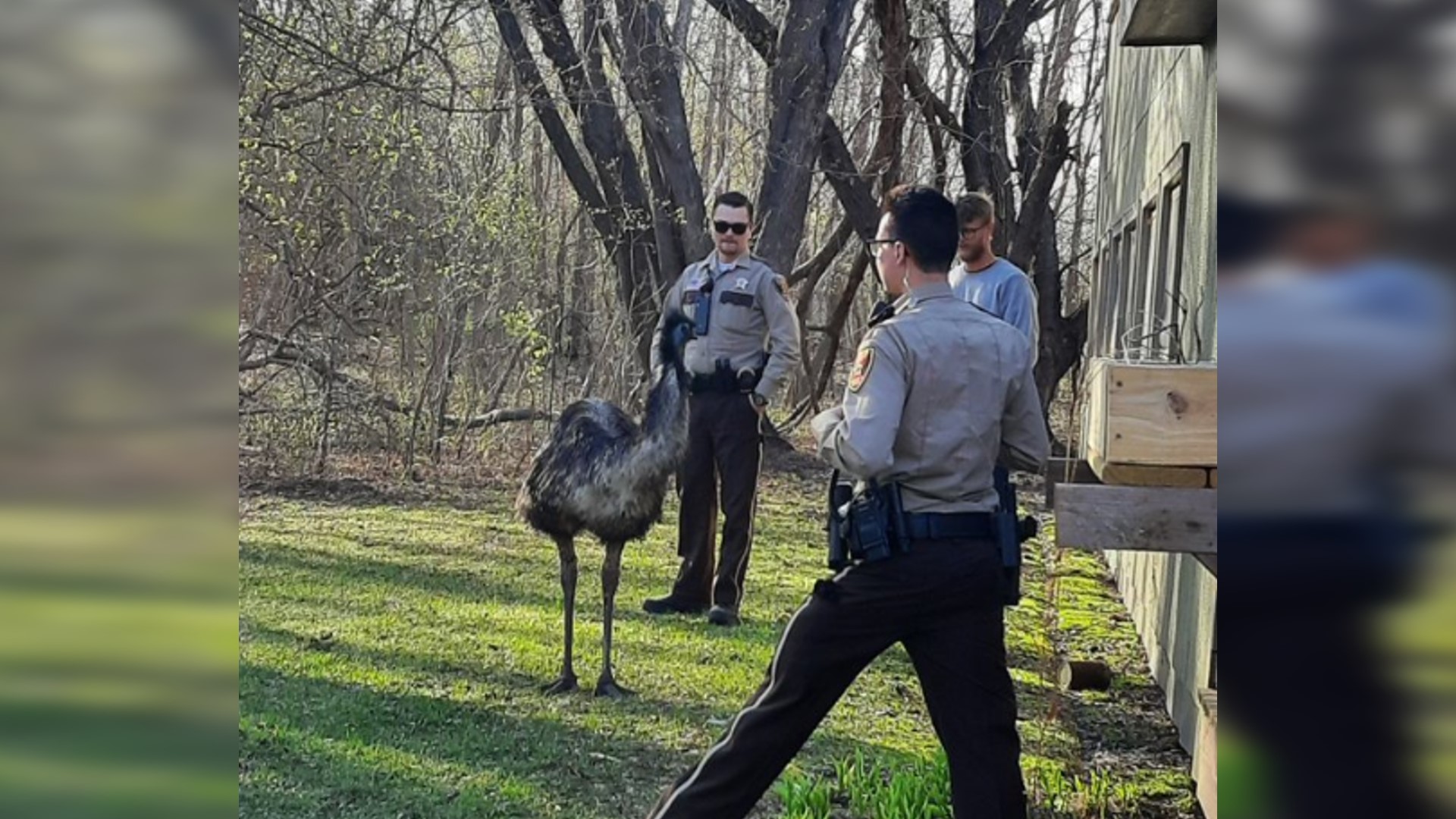 Deputies capture wandering emu near Grant | kare11.com