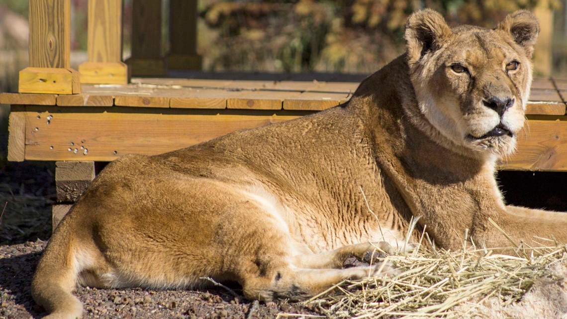 Oldest lioness in captivity dies | kare11.com
