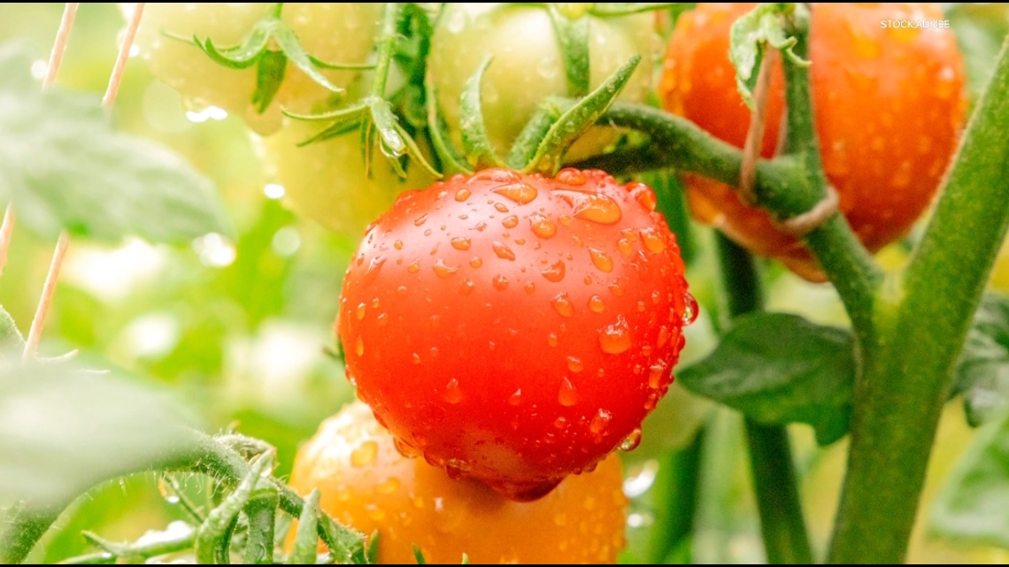 Maximize tomato yield with proper watering tips | kare11.com