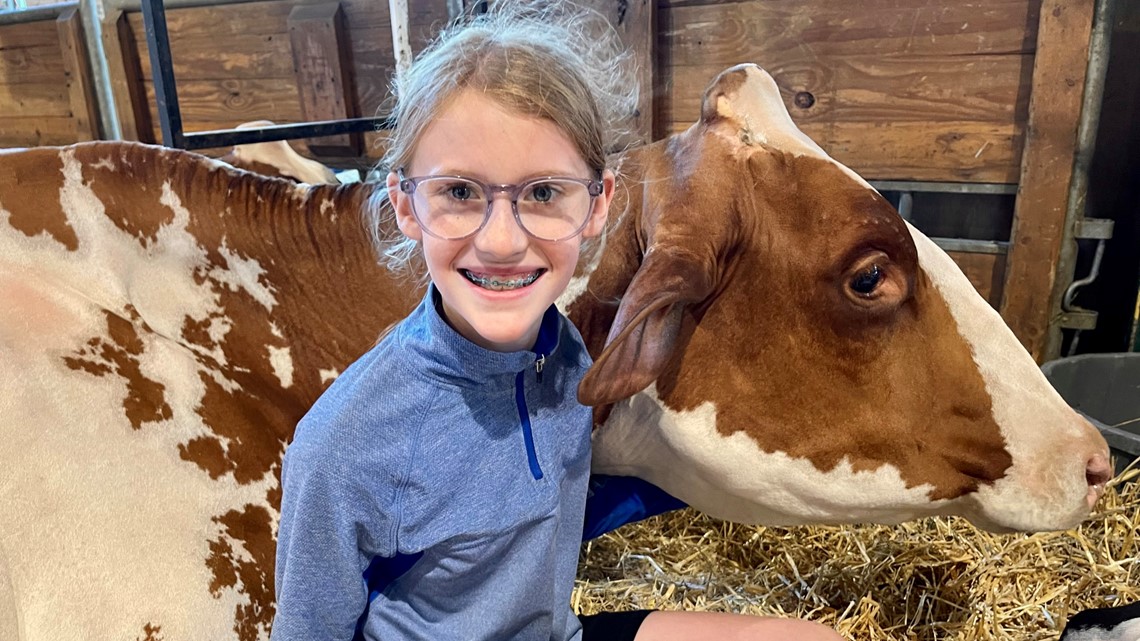 When showing cows at the State Fair is a 'dream come true' | kare11.com