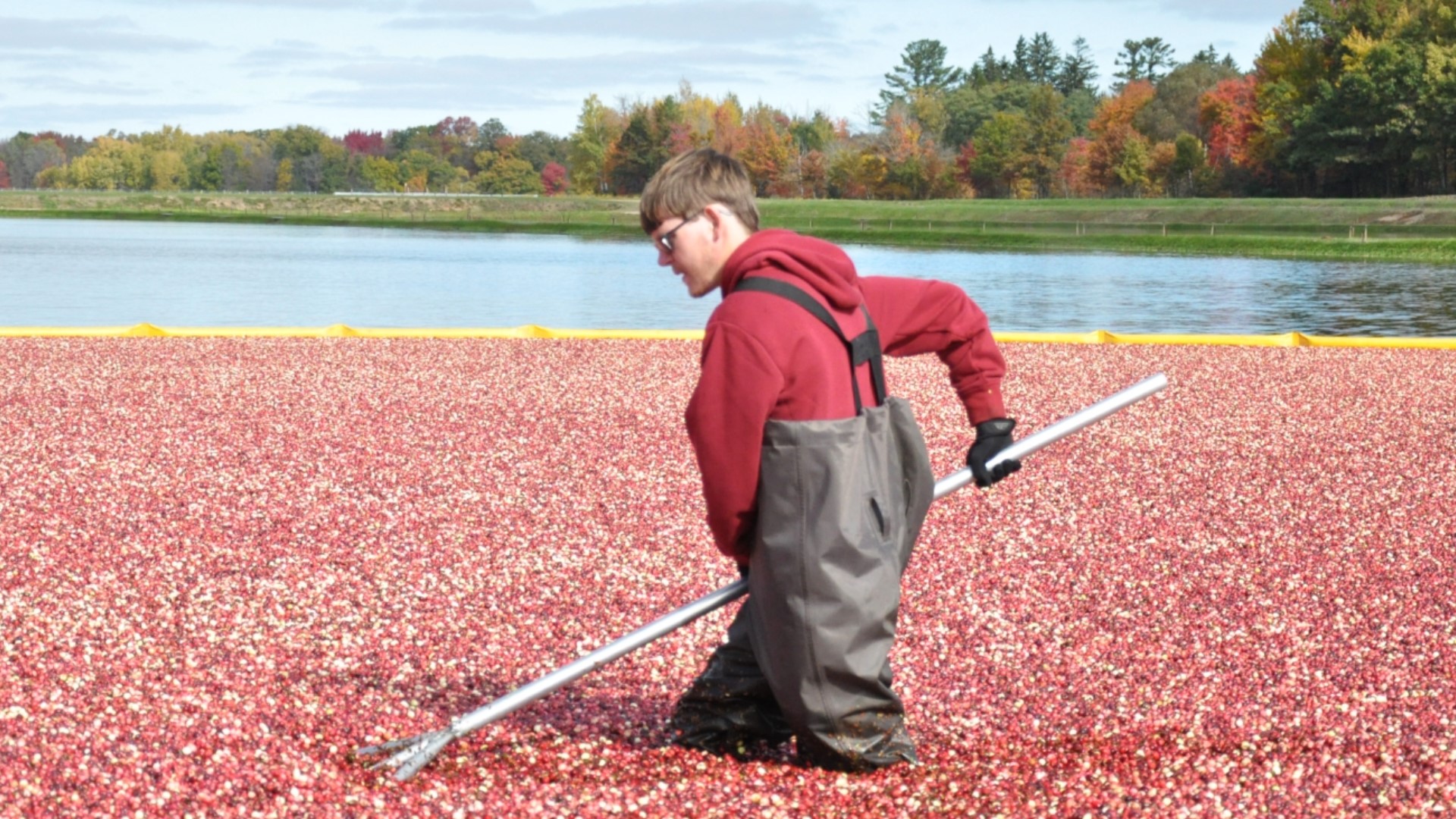 Fifth-generation cranberry farmers harvest in Wisconsin | kare11.com
