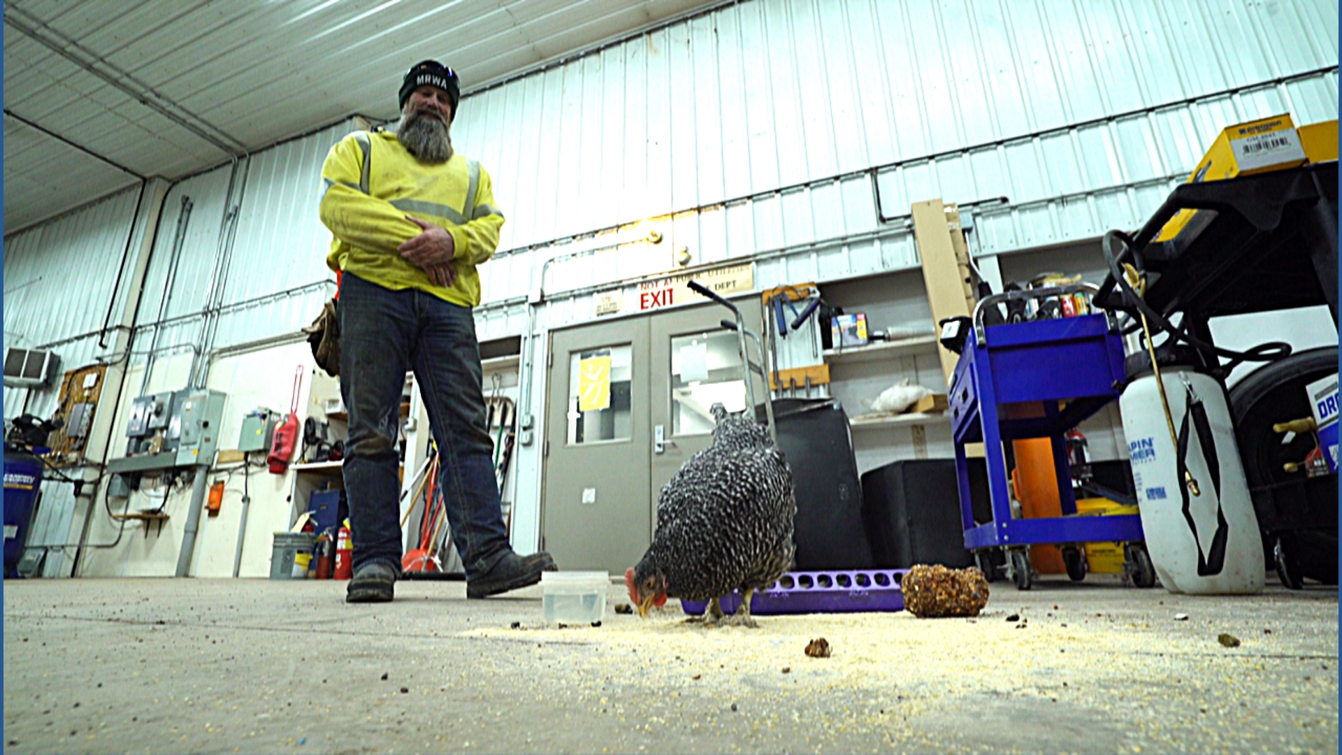 Wayward chicken wanders into city public works shop and makes it hers ...