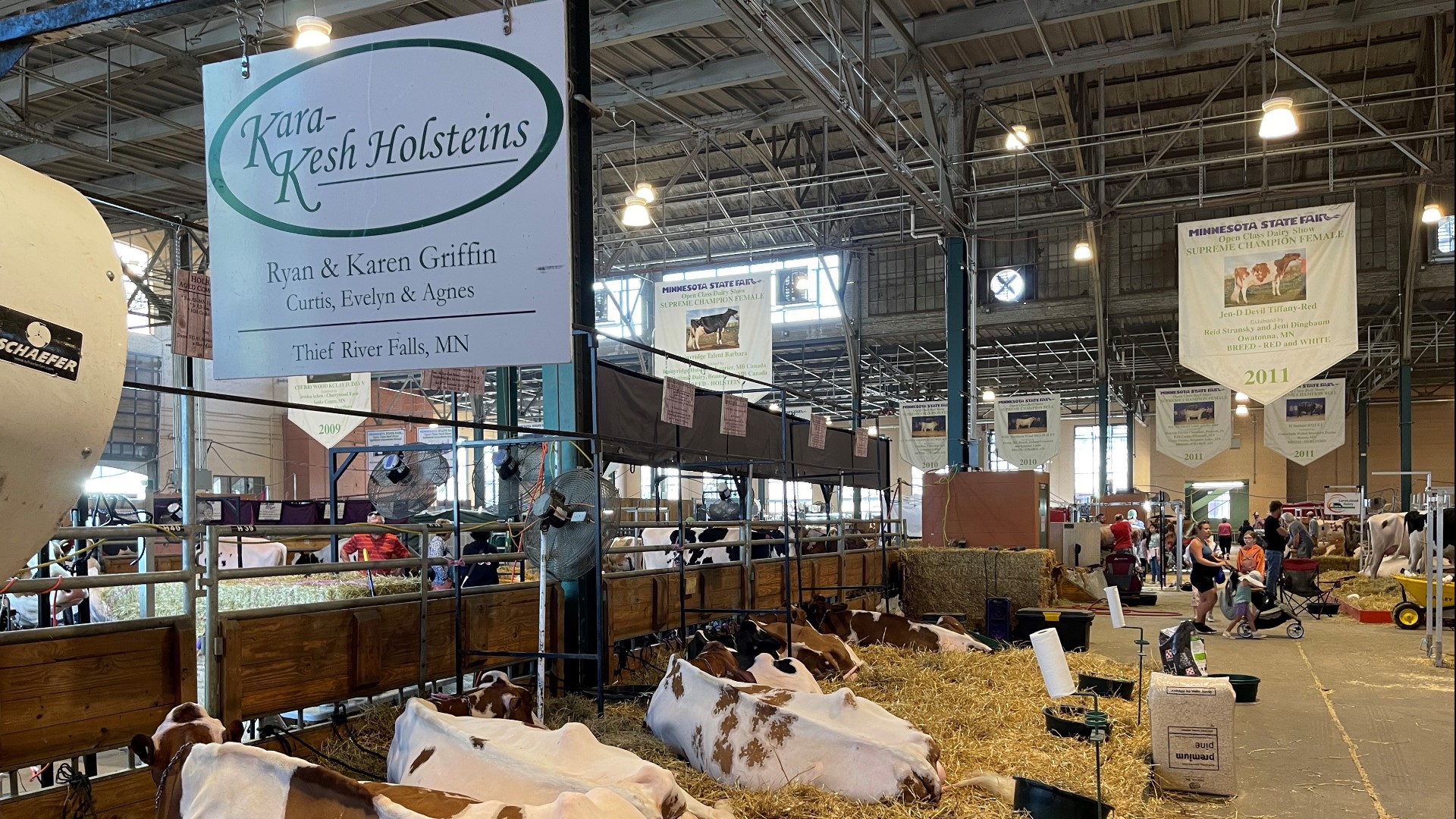 When showing cows at the State Fair is a 'dream come true' | kare11.com