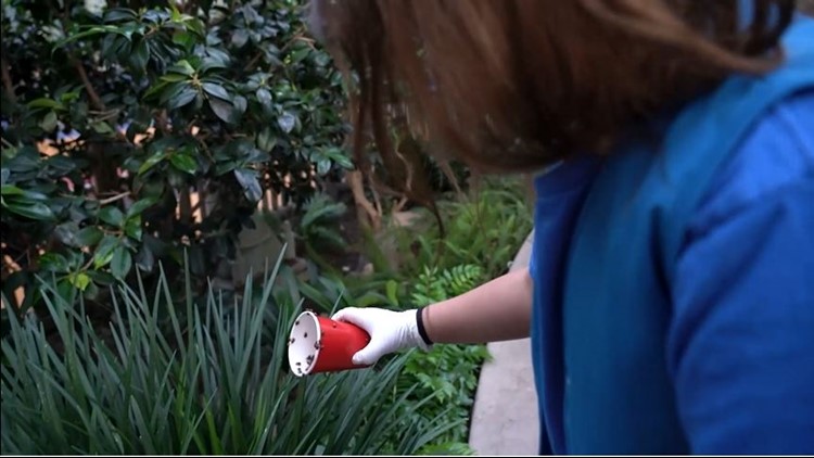 Thousands of ladybugs released at Mall of America | kare11.com