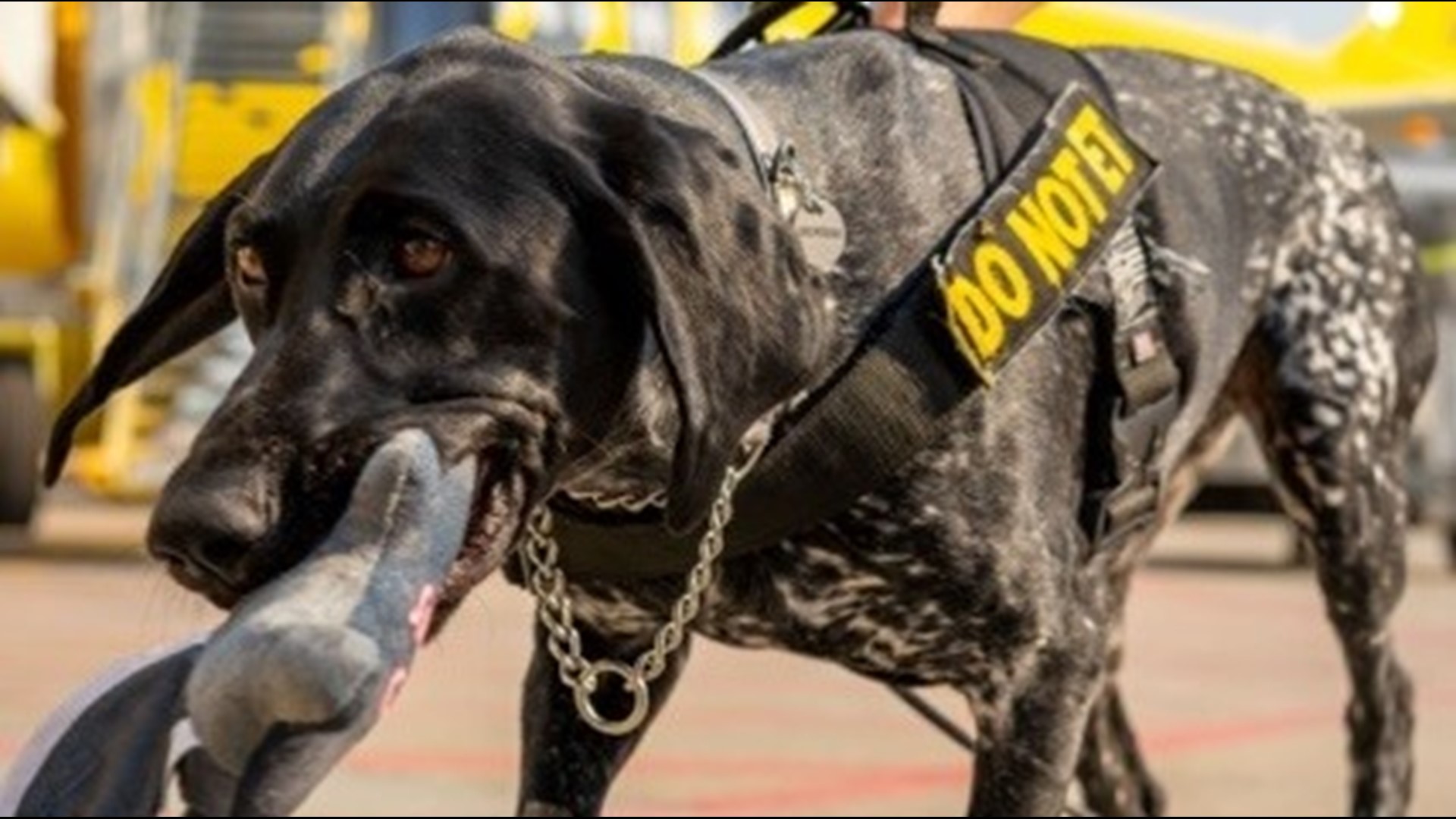 MSP detection dog Zita makes TSA Cutest Canine final four | kare11.com