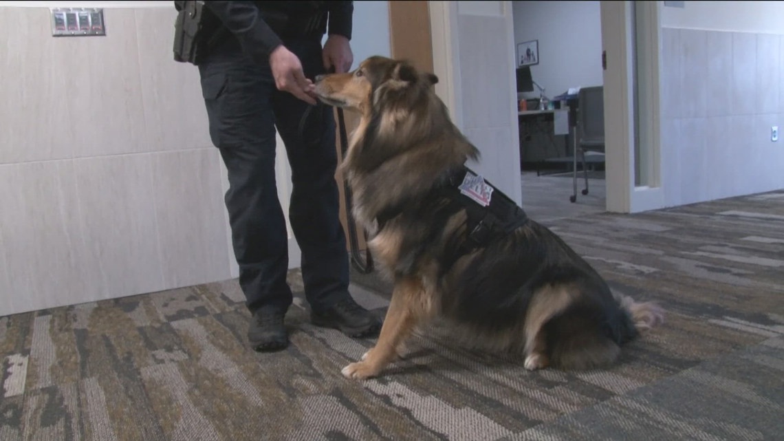 Crystal Police Department gets first facility dog | kare11.com