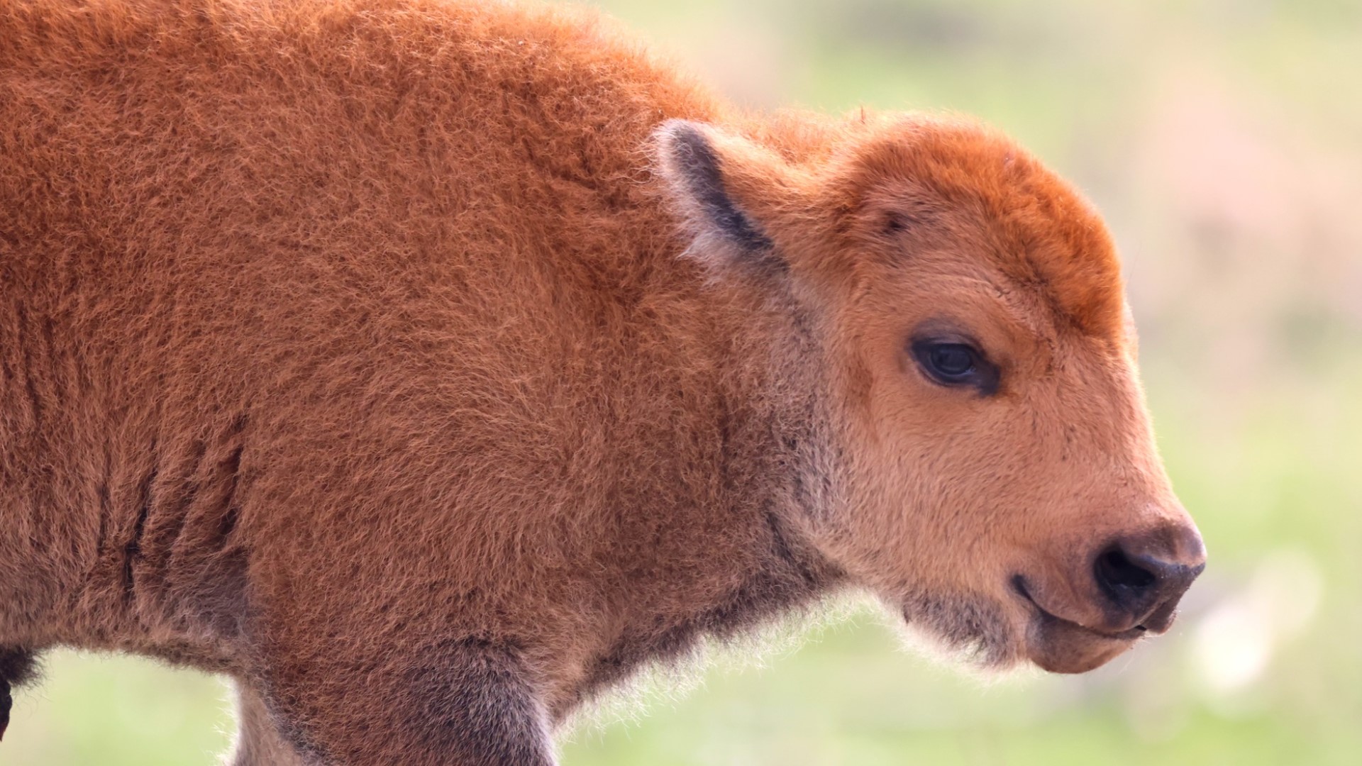 Photos celebrating 165 years of Minnesota statehood | kare11.com