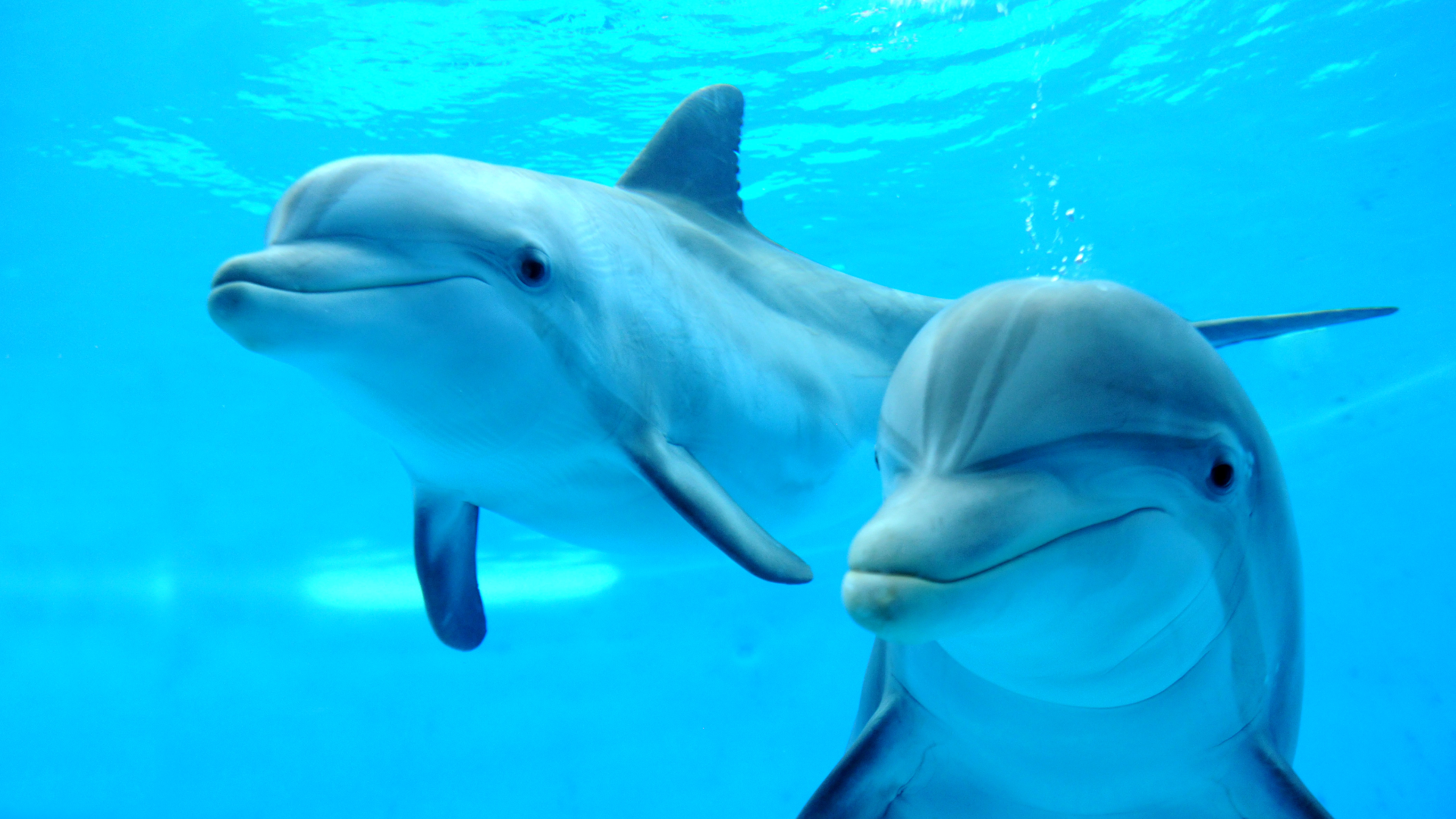 Brookfield Zoo dolphins make temporary home in Minnesota | kare11.com