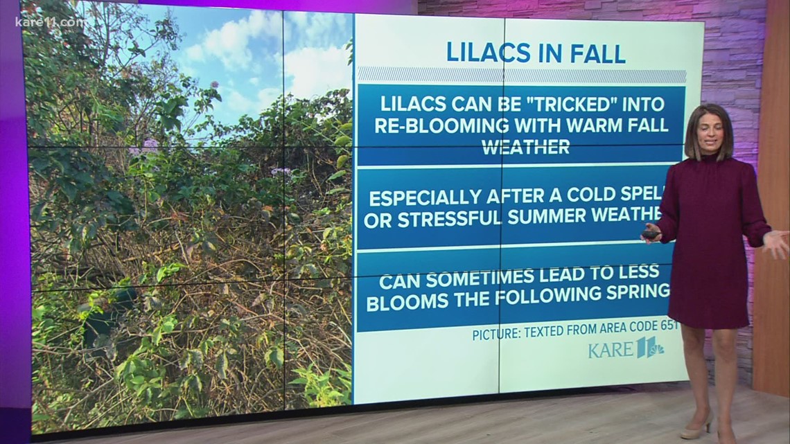 WeatherMinds: Why are my lilacs blooming in fall? | kare11.com