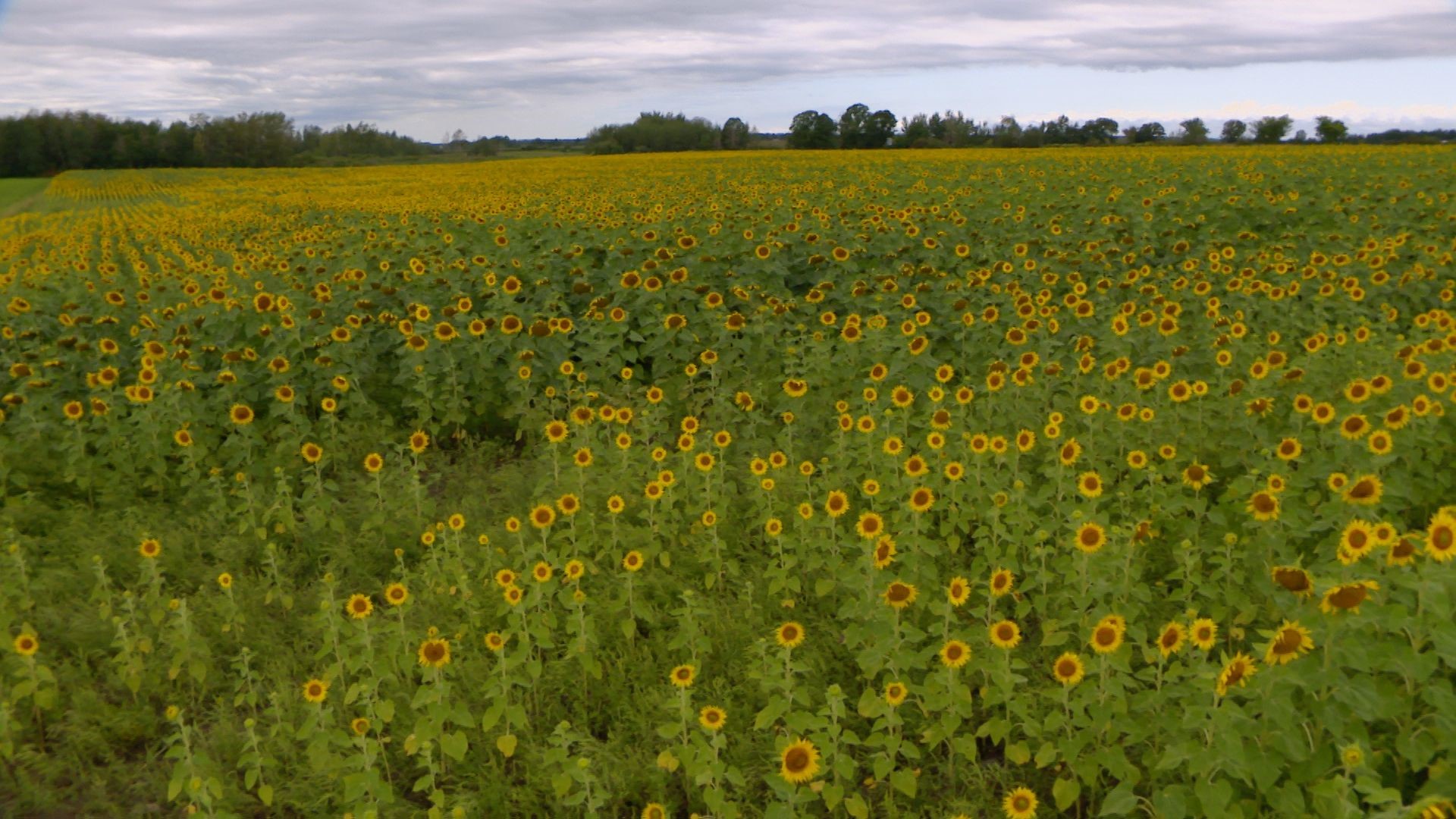 Sunflower field of dreams: Central MN business blooms | kare11.com
