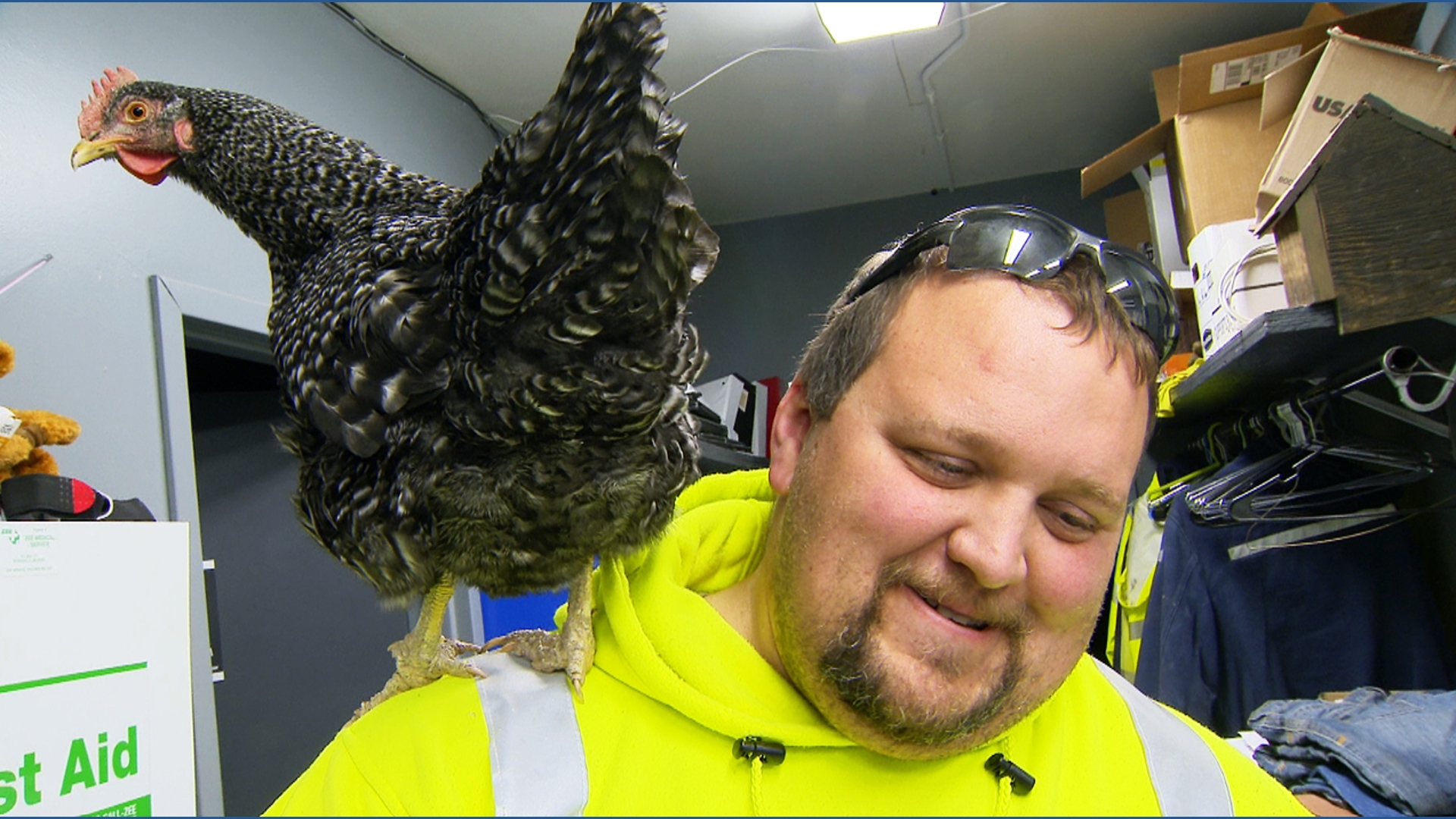 Wayward chicken wanders into city public works shop and makes it hers ...