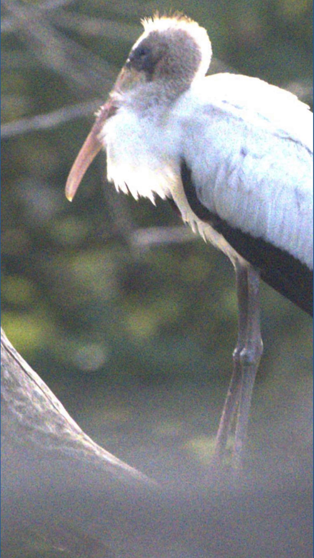 Deer hunter discovers rare subtropical wood stork in Wisconsin | kare11.com