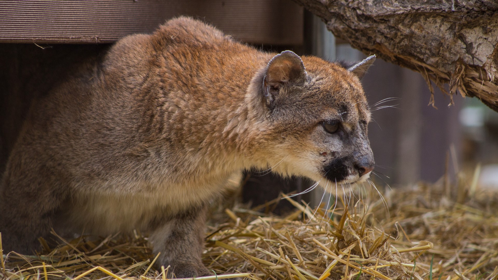 Minnesota's Wildcat Sanctuary rescues cougar kitten | kare11.com