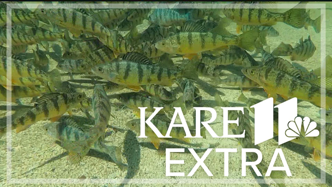 Minnesota’s shrinking perch — a true fish story | kare11.com