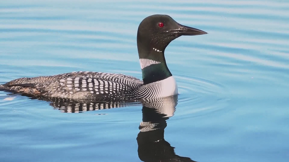 Common Loon Named 2025 ABA Bird of the Year - TIme News