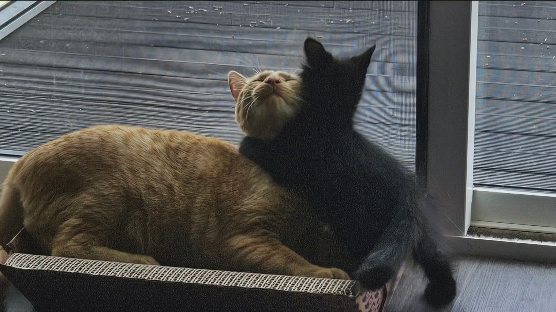 Your Good News: Steph Lang, Jerry and Sue | kare11.com