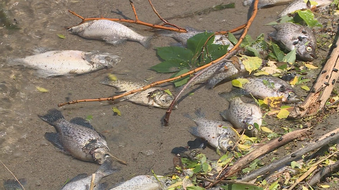 Report fish die-offs to help DNR | kare11.com