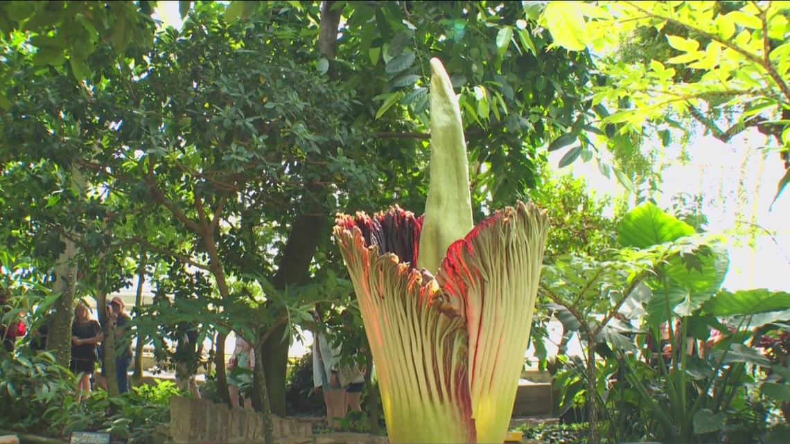 Corpse flower to bloom again at Como Zoo | kare11.com
