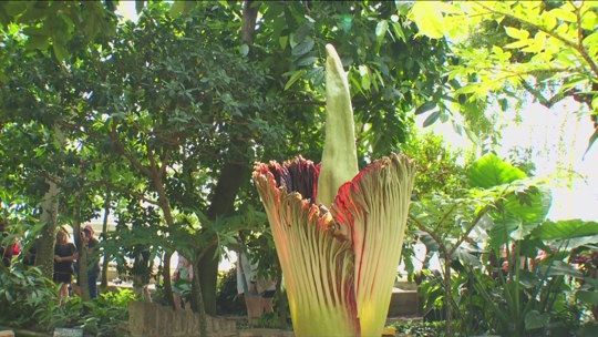 Corpse flower to bloom again at Como Zoo | kare11.com
