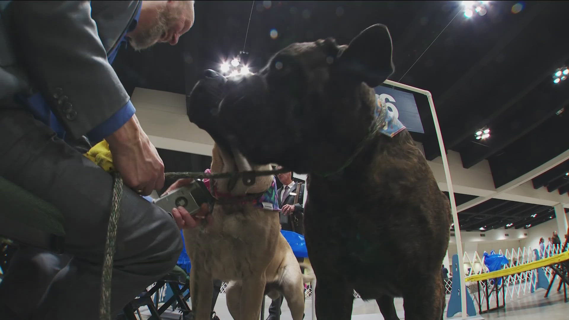 Hundreds of dogs show off at Saint Paul RiverCentre | kare11.com