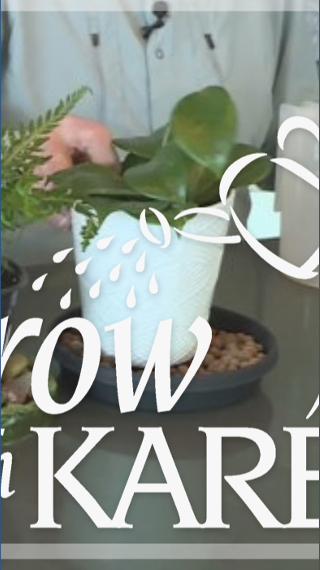 Grow With KARE: Why you should rethink using saucers under your plant ...