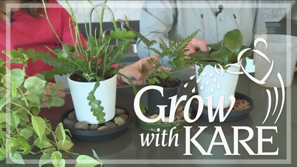 Grow With KARE: Why you should rethink using saucers under your plant ...