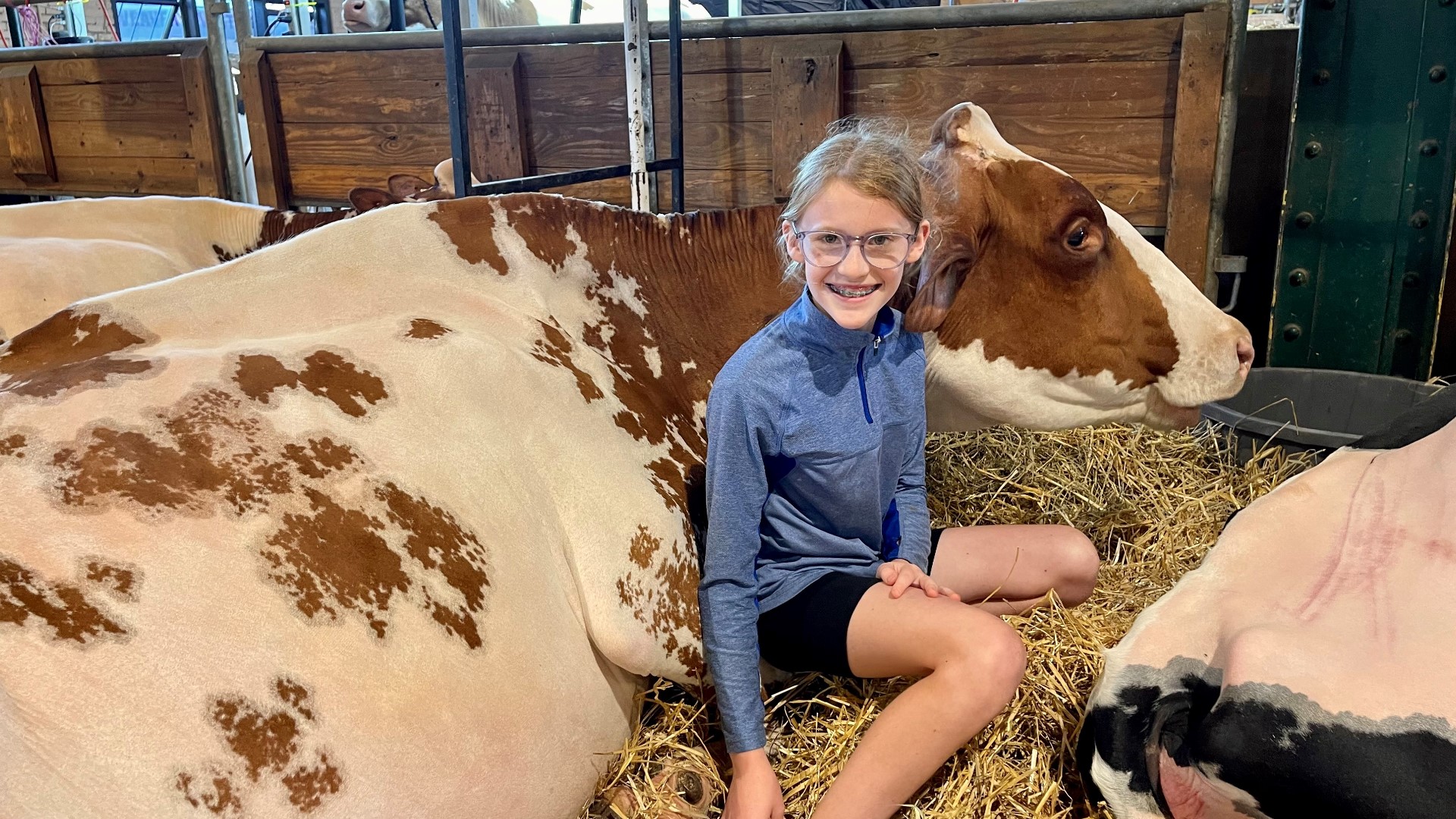 When showing cows at the State Fair is a 'dream come true' | kare11.com