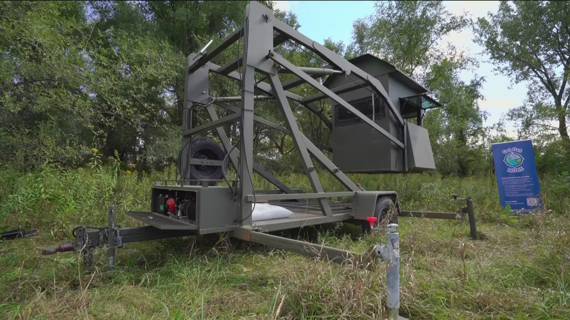 Invasive lily leaf beetle discovered in Minnesota by gardener | kare11.com