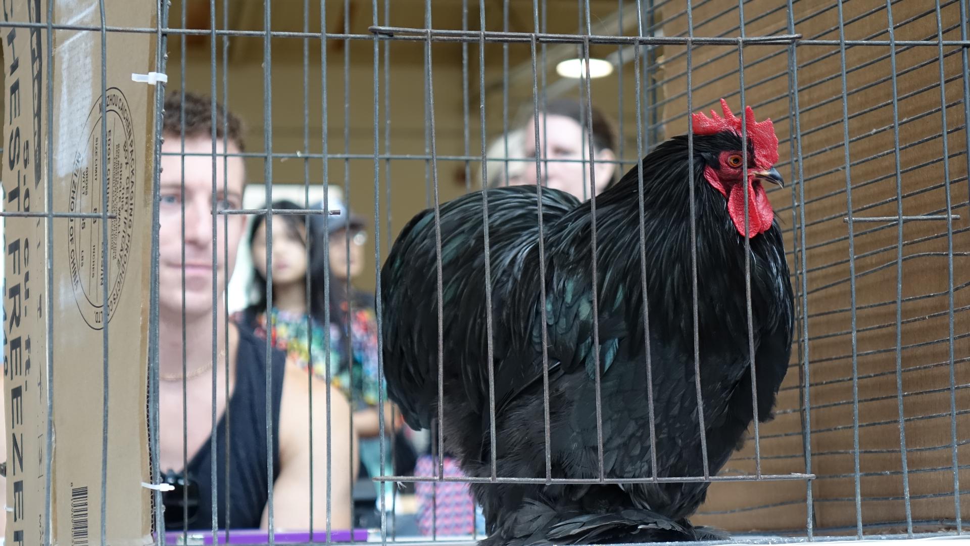 'Crowing' about a Minnesota State Fair competition | kare11.com