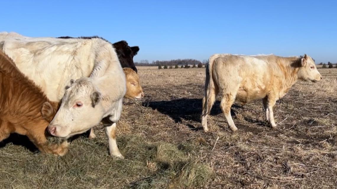 What is a beefalo? | kare11.com