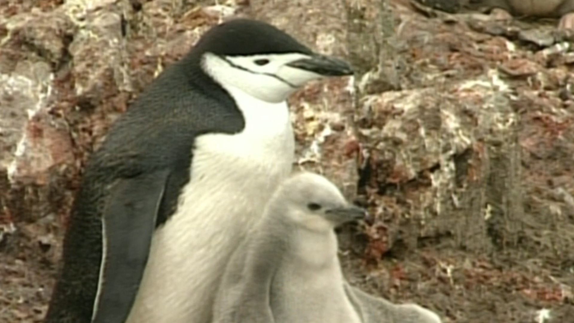 Journey to Antarctica | Story Behind the Story | kare11.com